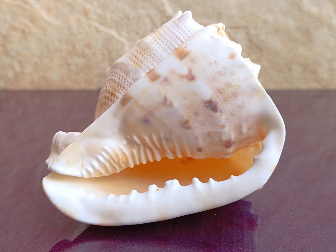 Cassis Cornuta Beautiful Shell, Crab Shell, Huge Ocean Shell, Natural ...