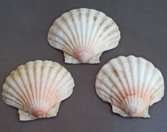 Antique Large Seashell Rare Conus Sea Shell Large Tiger - Etsy