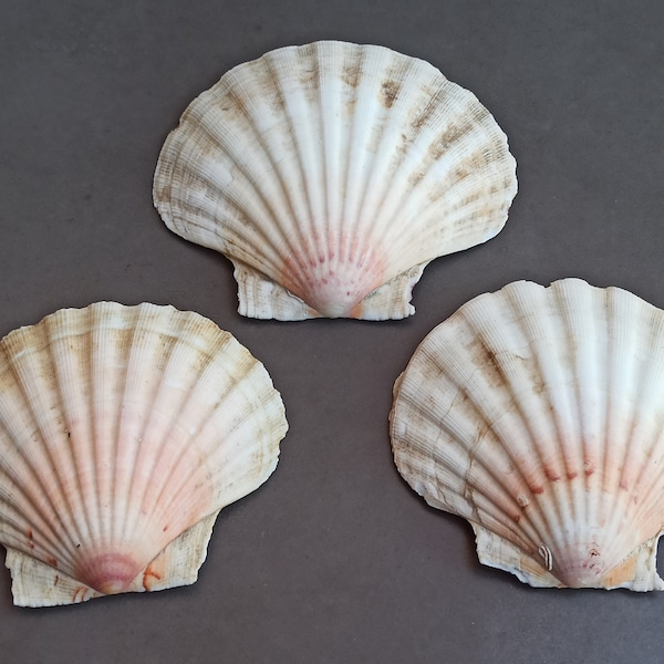 Natural Seashells - Etsy