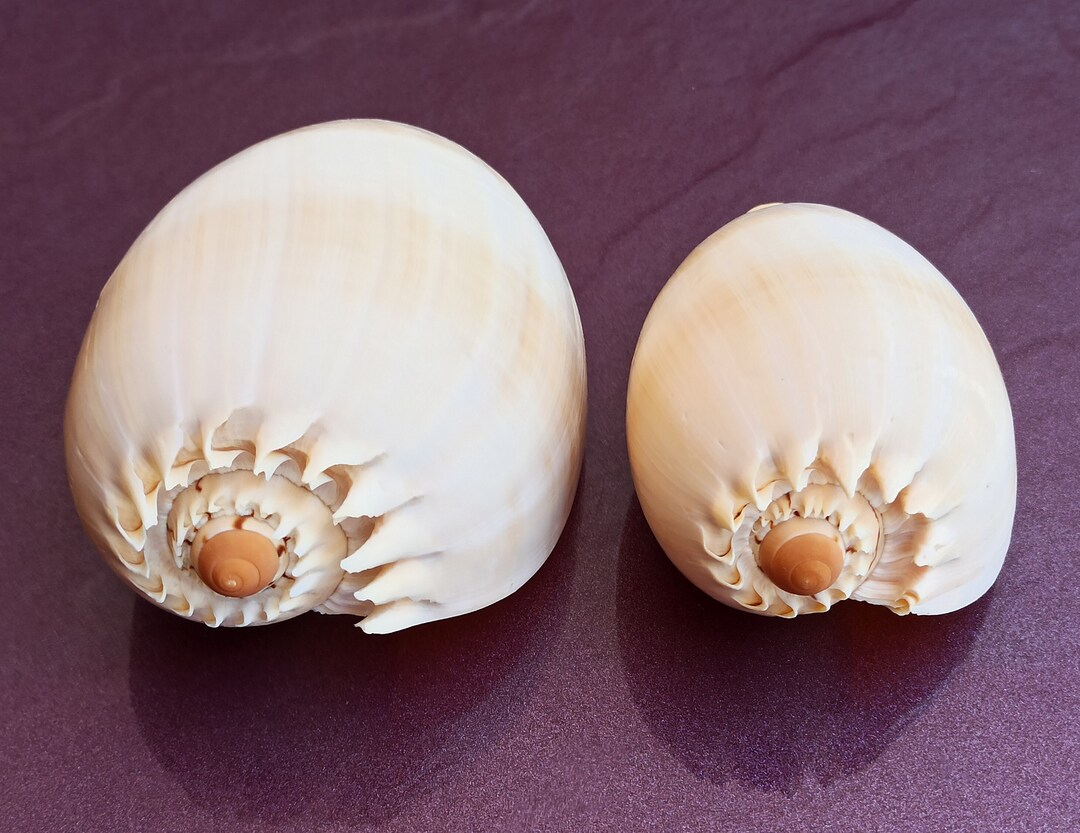 Tiger Striped Seashells - Natural Ocean Shell Set of 2 - Etsy