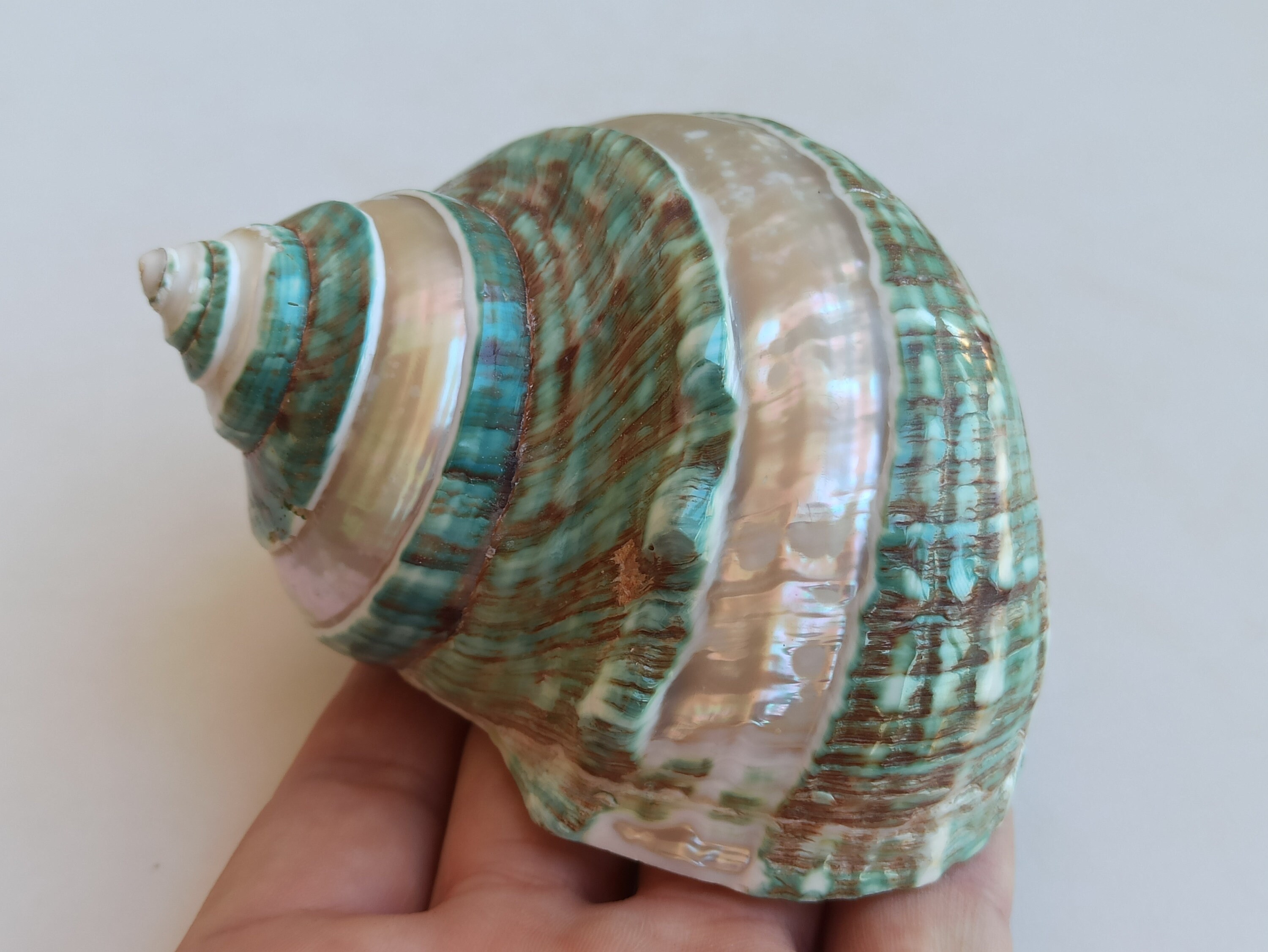 Rare Turquoise Cute Beautiful Shell Sea Treasure Large - Etsy