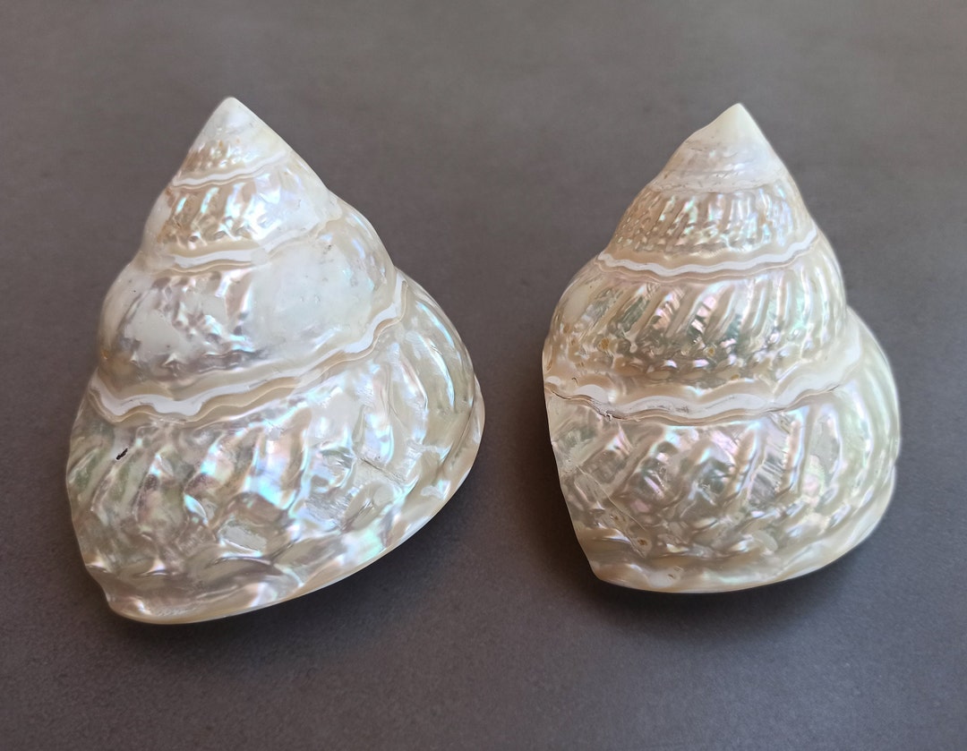 Cute Large Round Shell, Rare Round Sea Shell, Big Round Shell ...