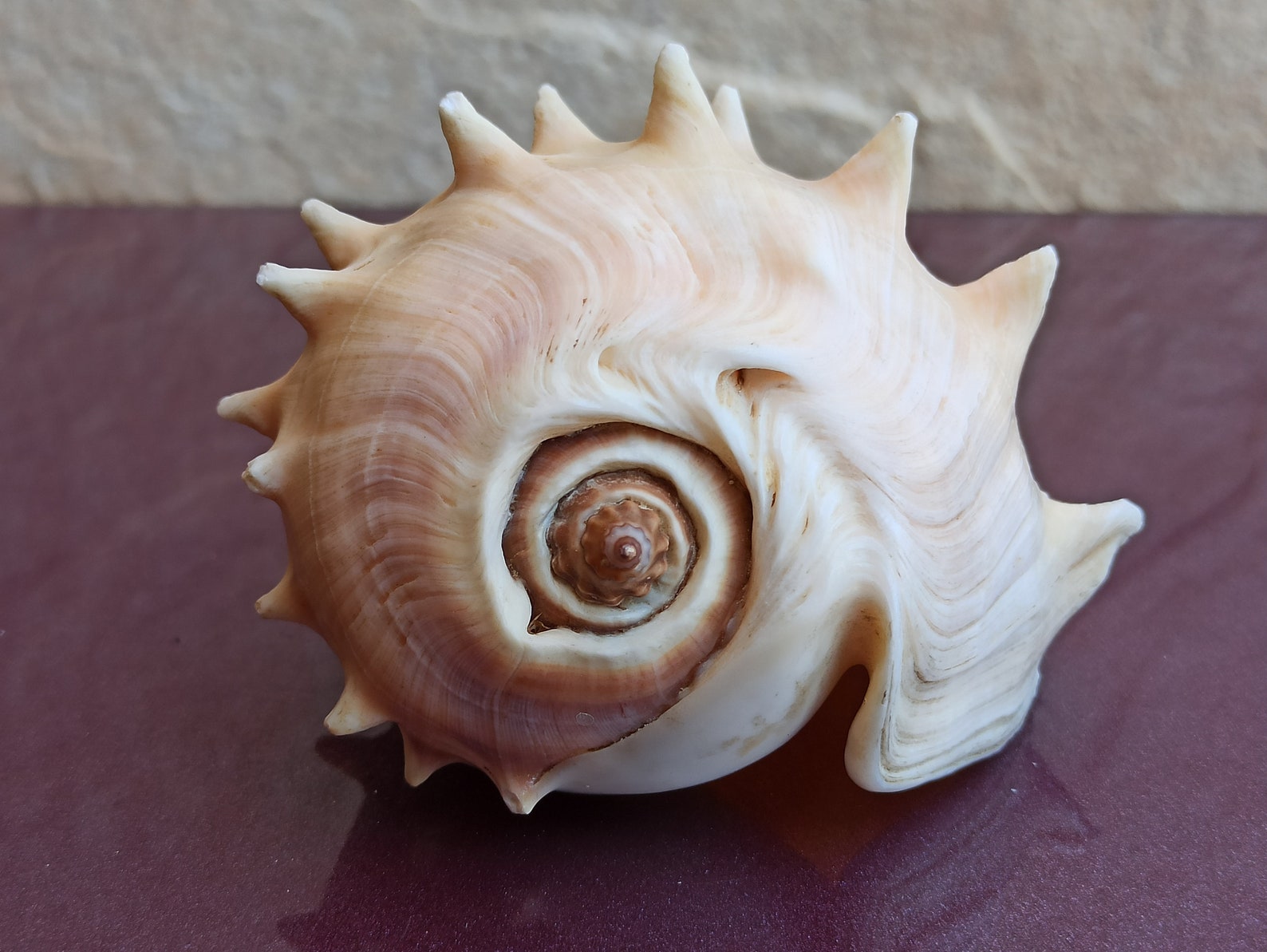 Spiked Sea Shells Set: Natural Ocean Decor, Nautical Wedding - Etsy