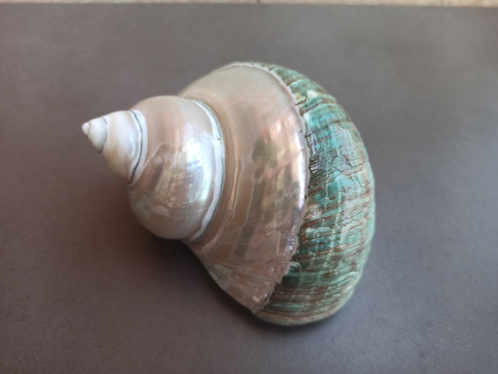 Rare Turquoise Cute Beautiful Shell Sea Treasure Large - Etsy