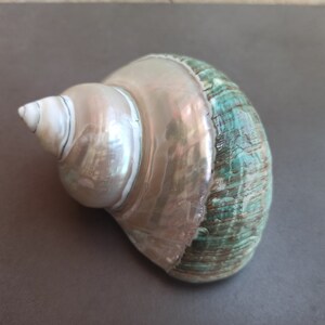 Rare Turquoise Cute, Beautiful Shell, Sea Treasure, Large Round Shell ...