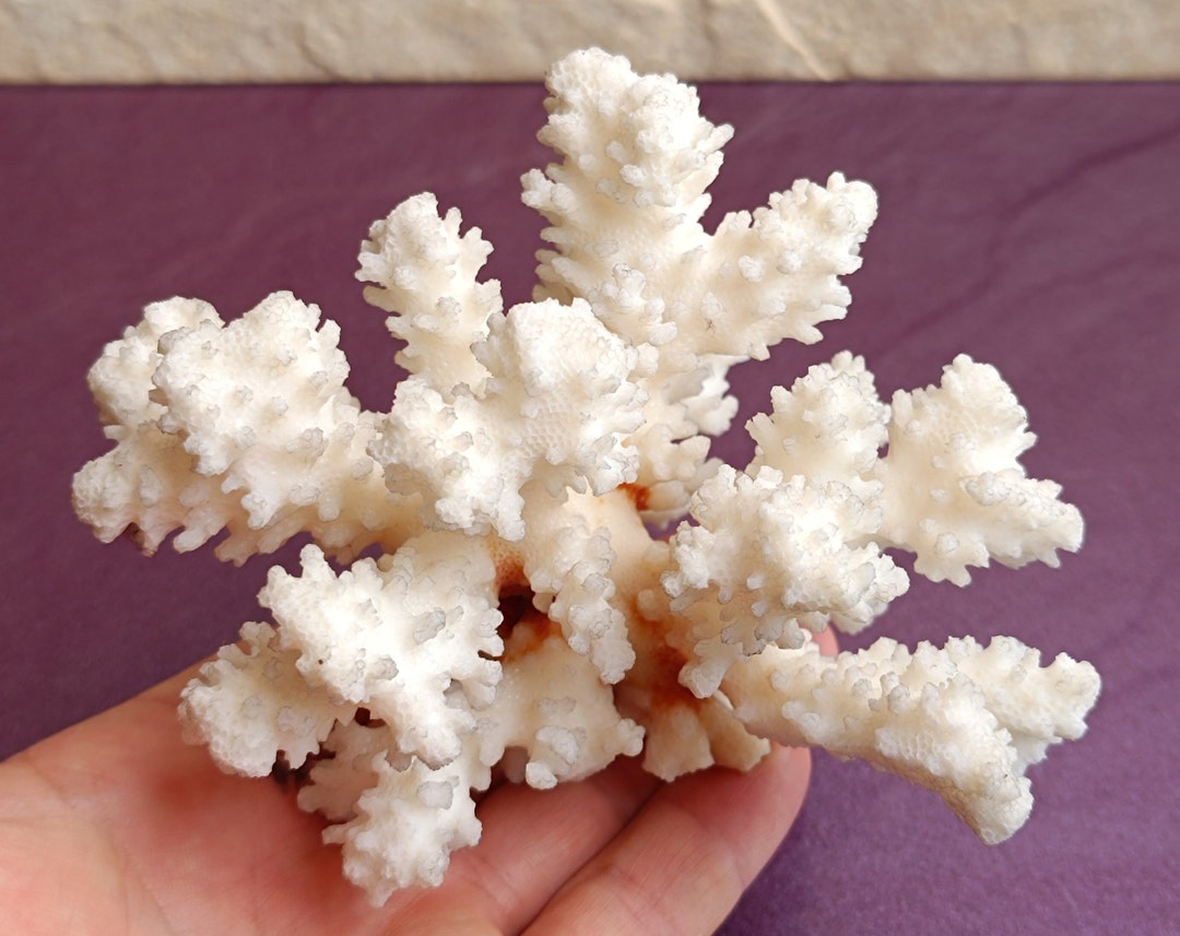 Wedding Decoration, White Coral, Natural White Coral Tree, Large Coral ...