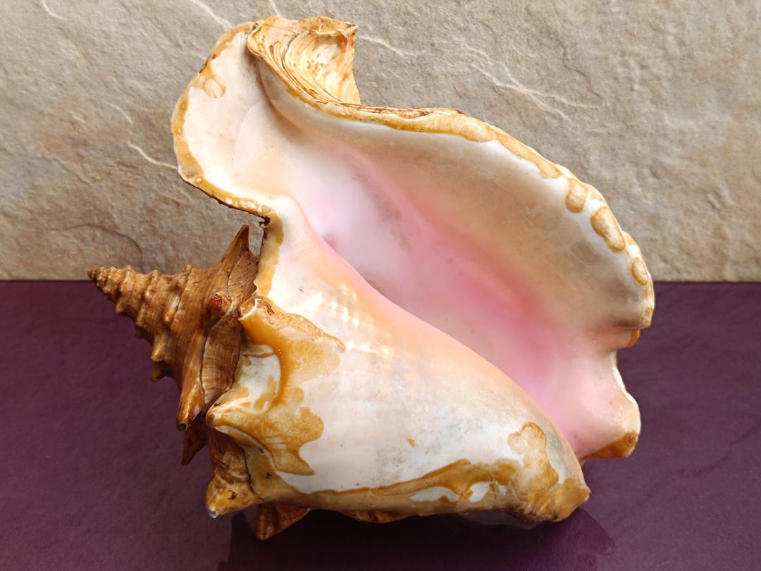 Beautiful Shell, Big Crab Shell, Huge Ocean Shell, Sea Shell Treasure ...