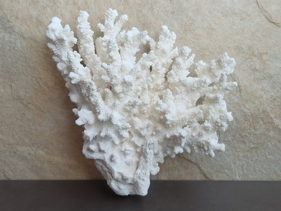 760gr Large White Coral Large Coral Tree Coral Reef Decor Natural White Coral Tree White Coral Reef Natural Sea Coral Etsy UK