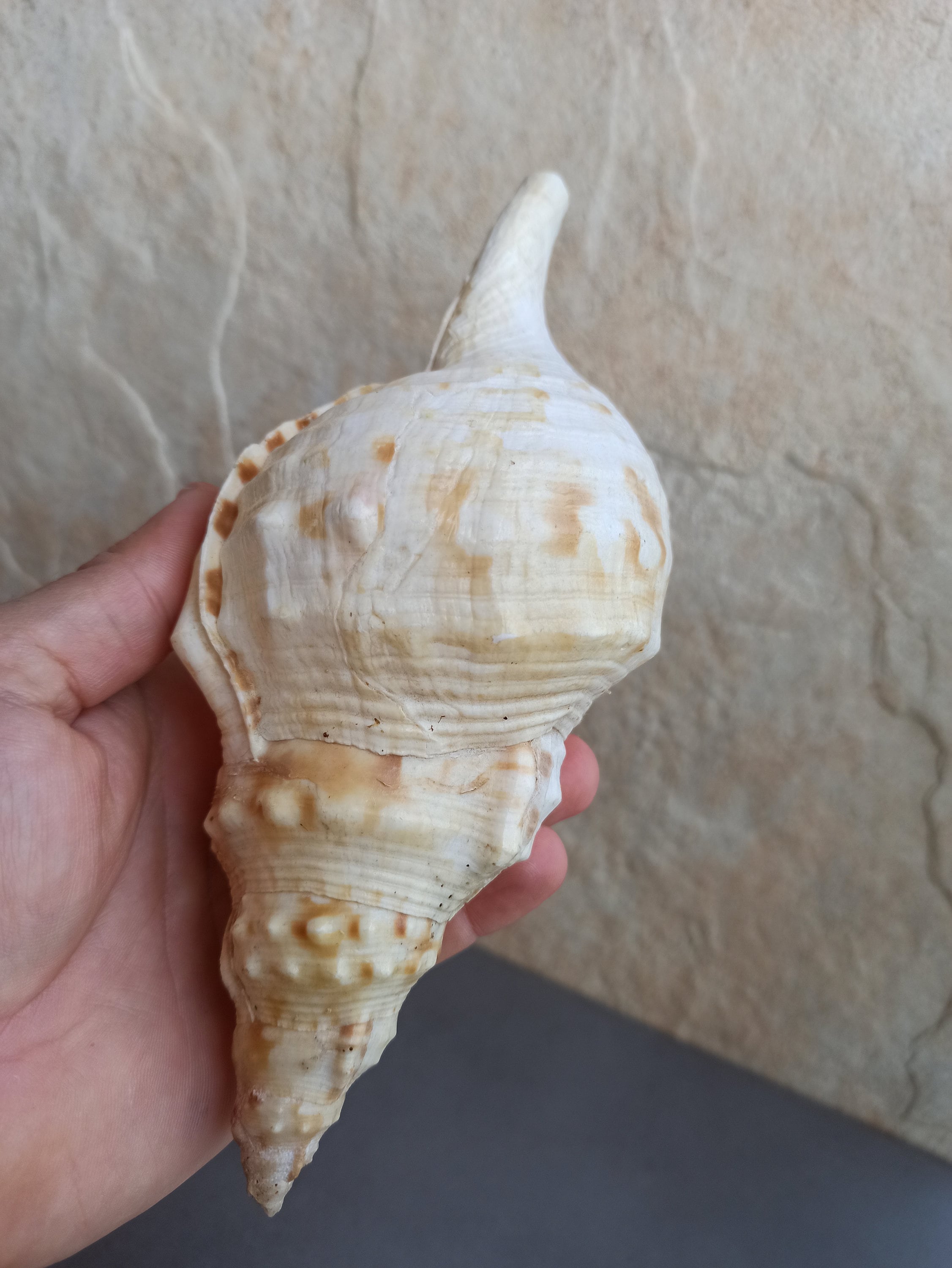 Big Seashell, Rough Sea Shell, Large Shell, Sea Treasure, Natural Ocean ...