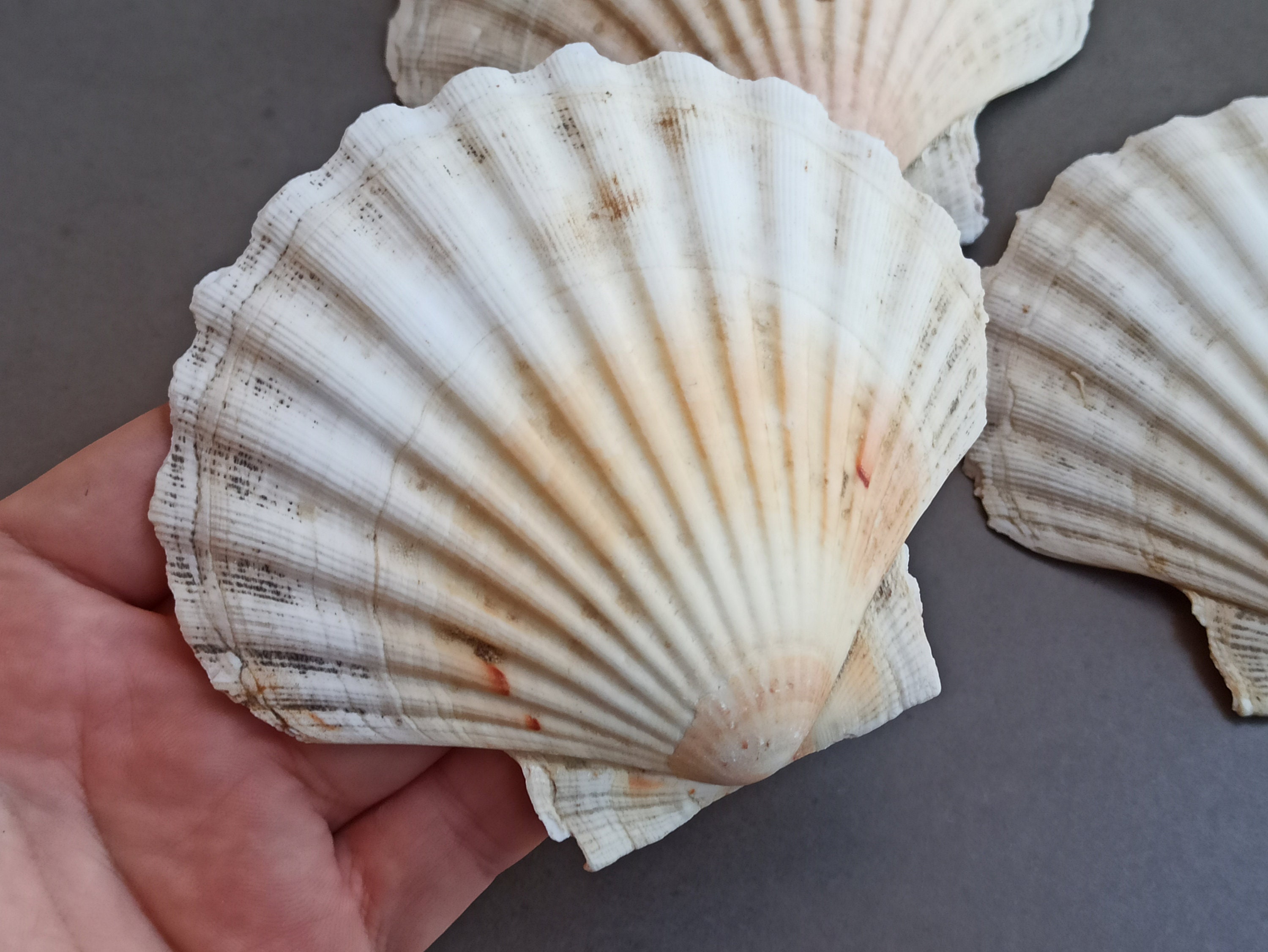 Set of 3 Seashells Seashells Set Natural Seashell Rough Sea - Etsy