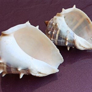Set of 2 Natural Sea Shells, Beautiful Shell, Big Crab Shell, Huge ...