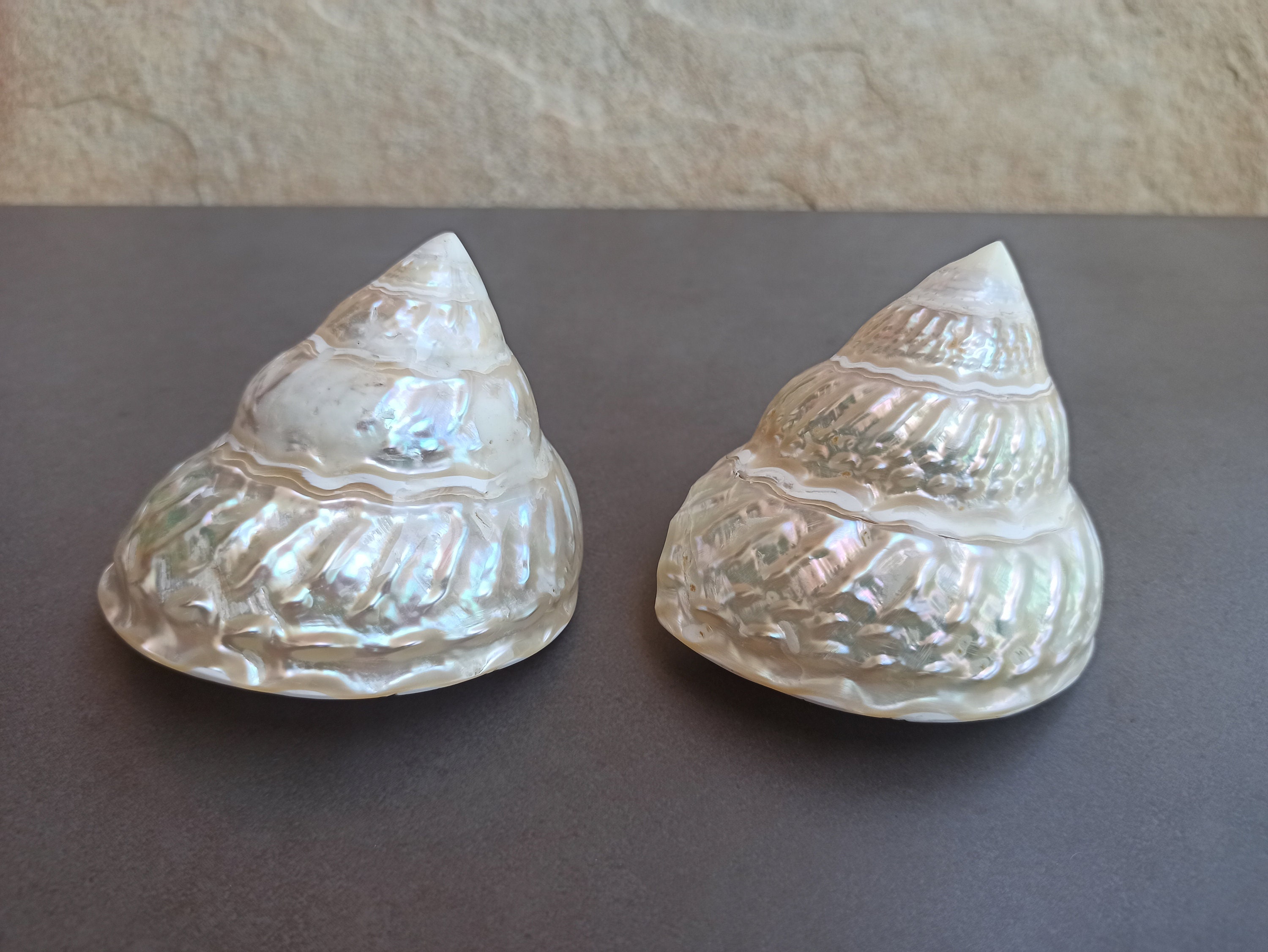 Cute Large Round Shell, Rare Round Sea Shell, Big Round Shell ...