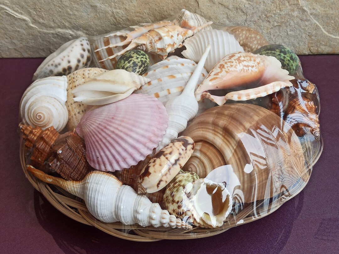 1850 G LARGE Shells SET, Sea Set, Sea Shells, Treasure Set, Natural ...