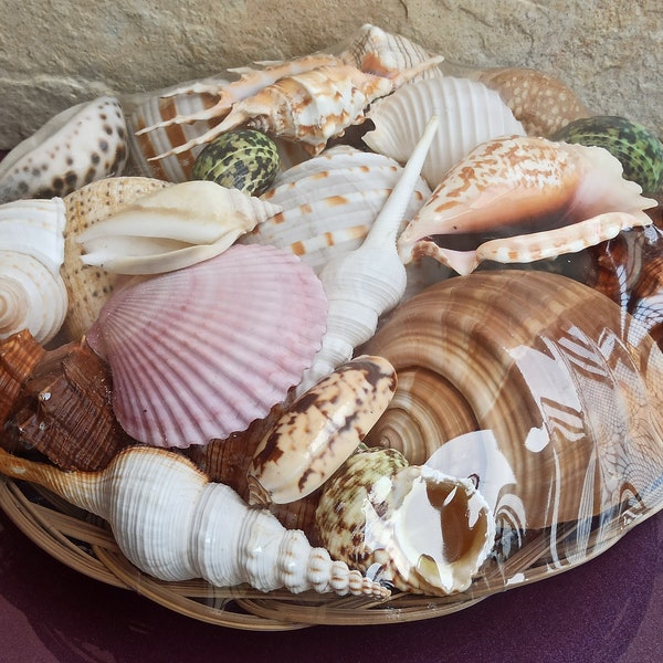 Natural Sea Shells - Etsy
