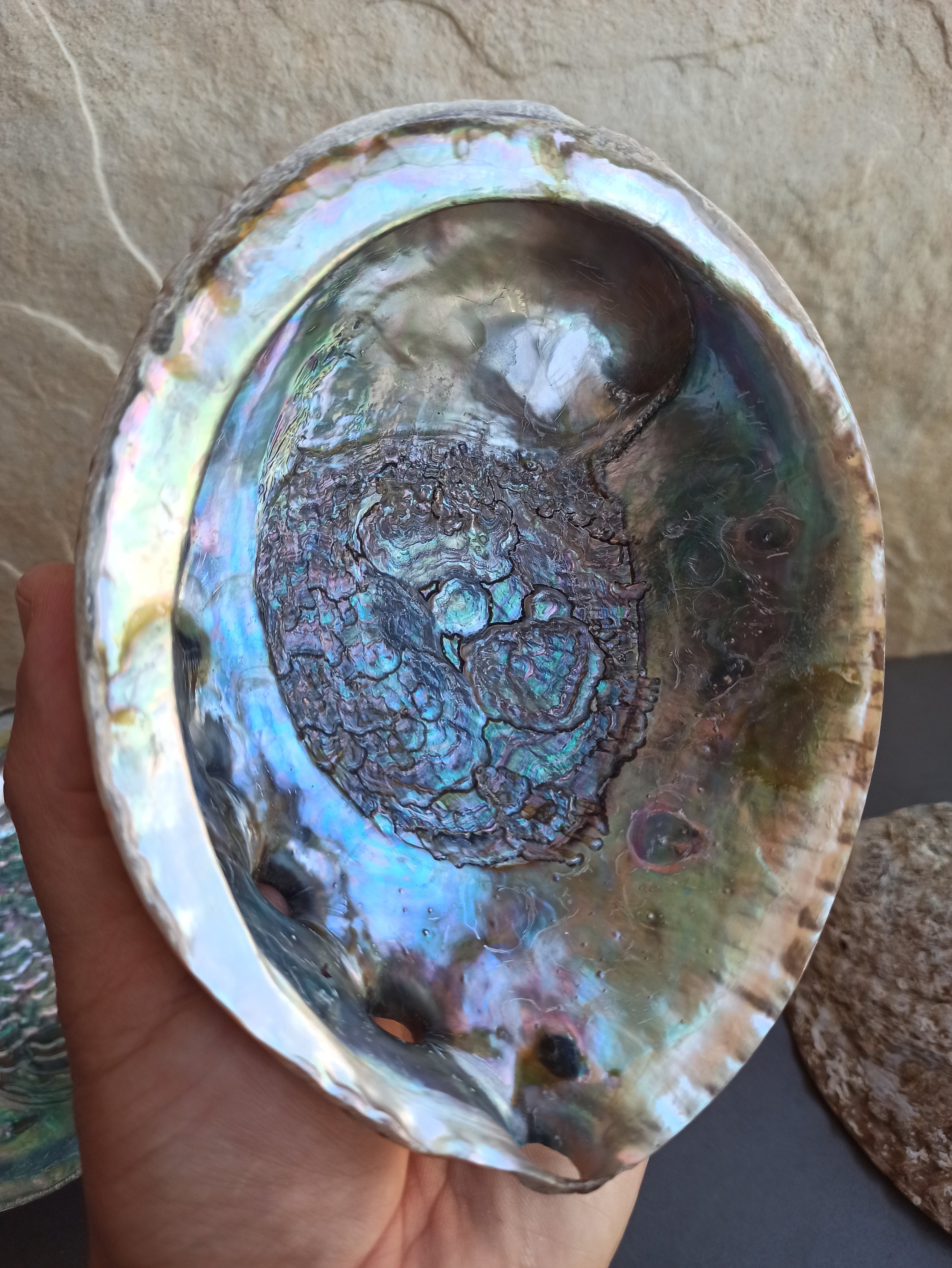 Big Purple Sea Shell Large Rare Shell Mother of Pearl - Etsy