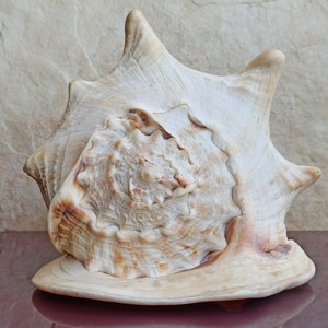 2088g LARGE Cassis Cornuta Huge Beautiful Shell, Big Crab Shell, Huge ...