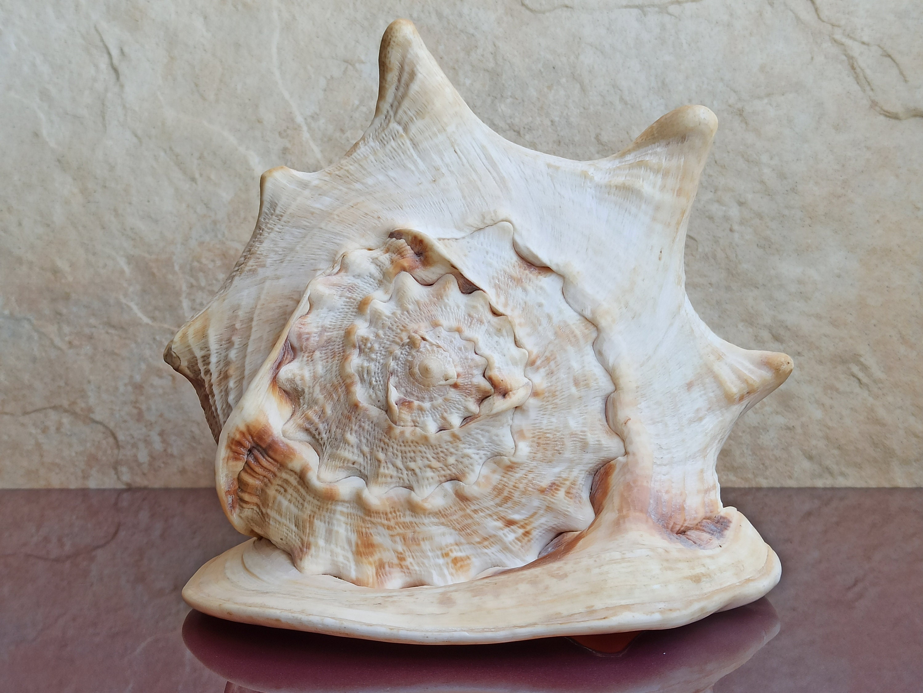 2088g LARGE Cassis Cornuta Huge Beautiful Shell Big Crab - Etsy