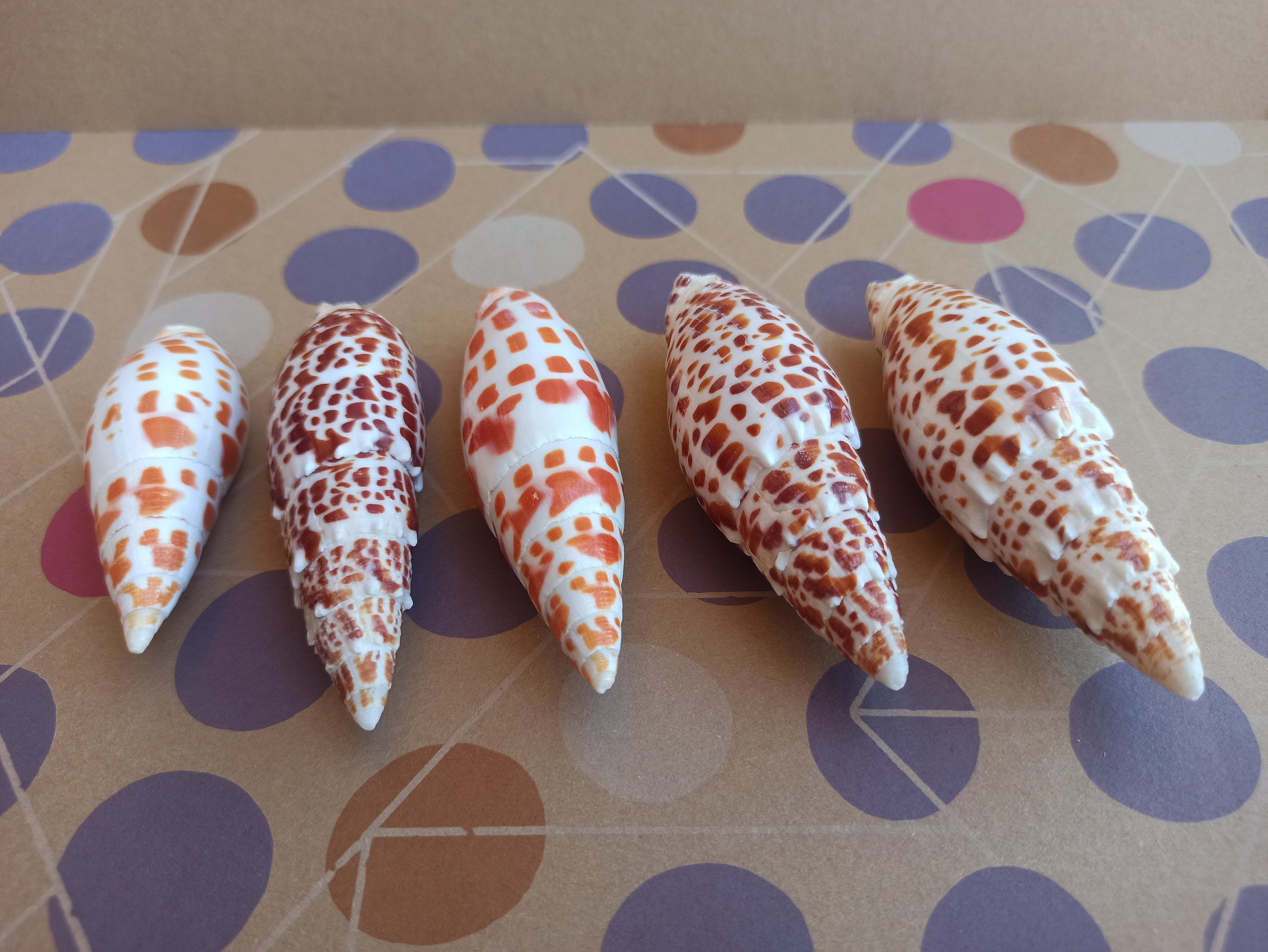 Rare Conus Sea Shell Seashell Large Tiger Shell Sea - Etsy