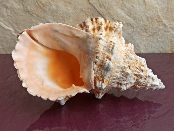 Large Sea Shells for Decoration: Insights, Tips, and Ideas – Decor