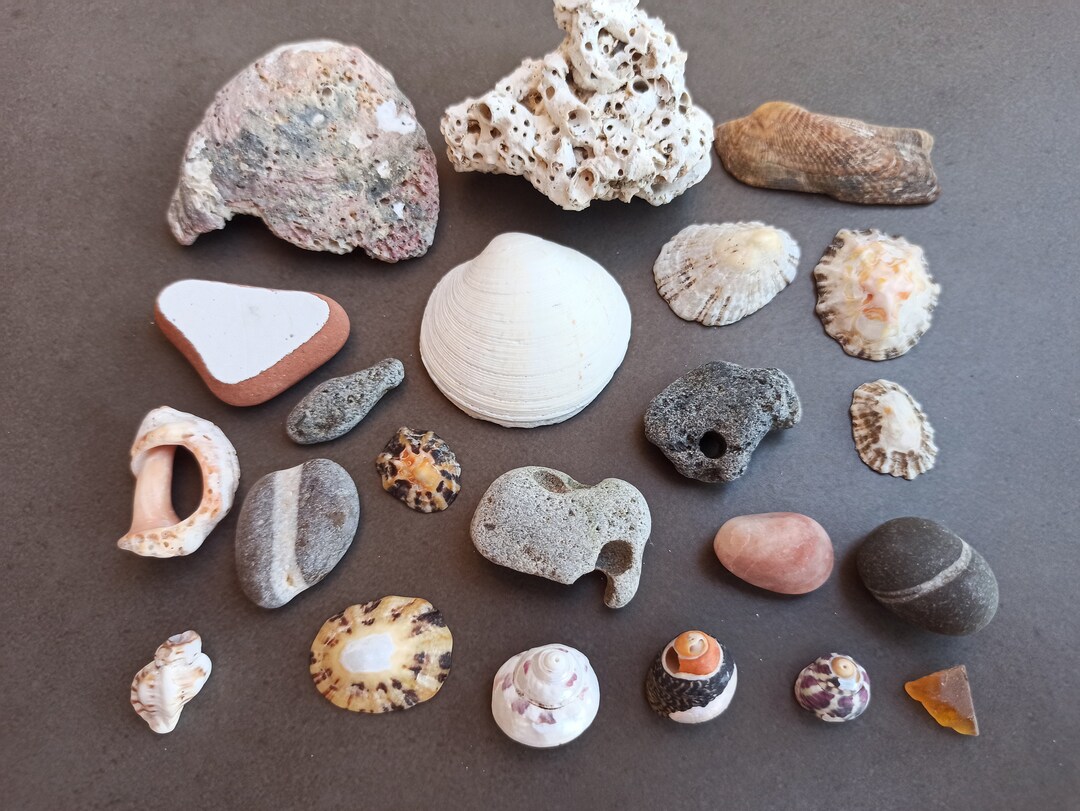 Set Beach Shells and Rocks, Small Beach Pebbles Set, Mediterranean ...