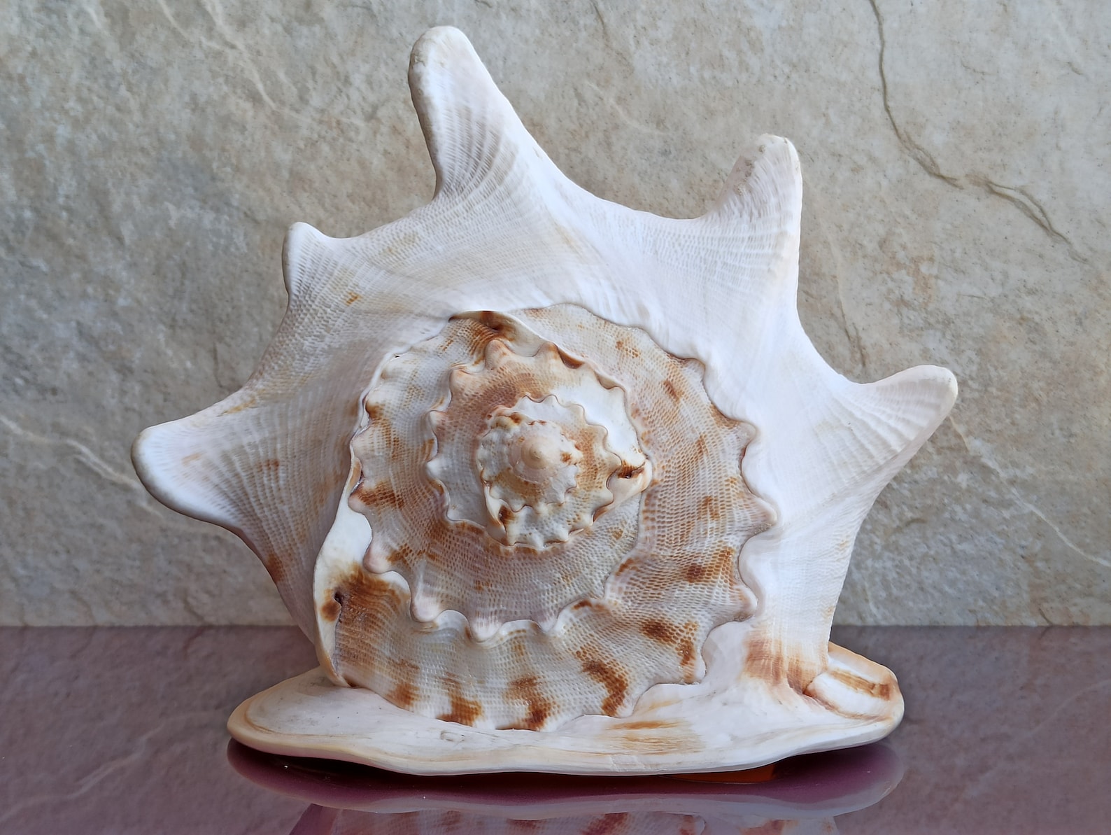 Large Natural Seashell: Hermit Crab Shell, Nautical Decor (245x210x200 ...