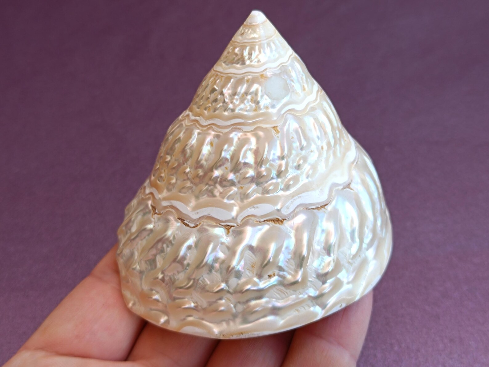 Nacre Seashell: Mother-of-pearl Bell Conch Craft Shell - Etsy