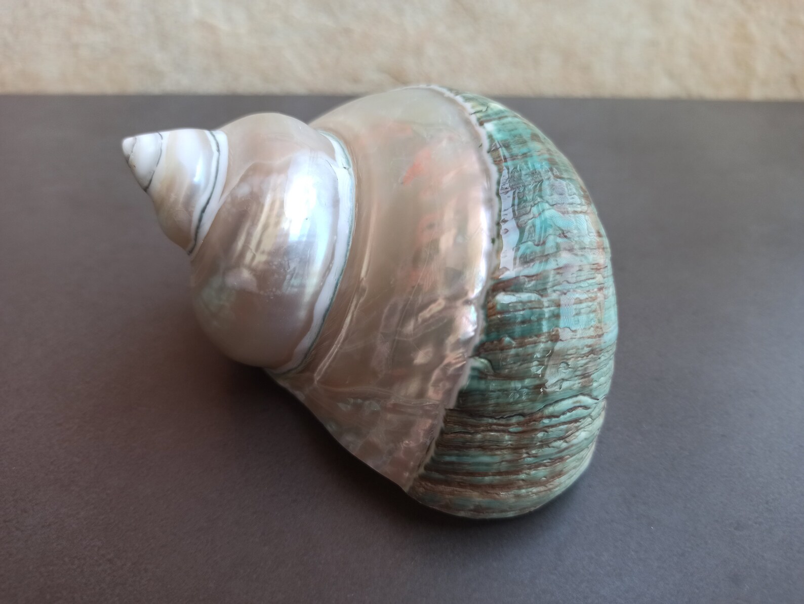 Rare Turquoise Cute Beautiful Shell Sea Treasure Large - Etsy