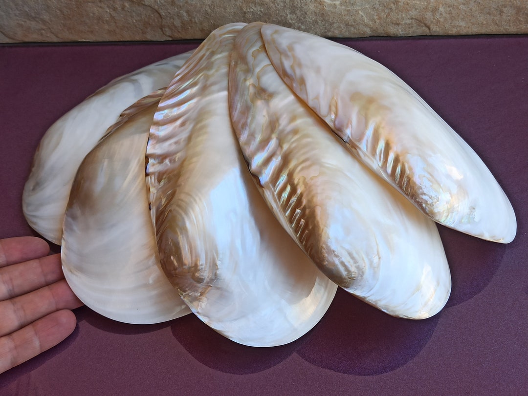 Big Mother-of-pearl Purple Sea Shell, Large Rare Shell, Mother of Pearl ...