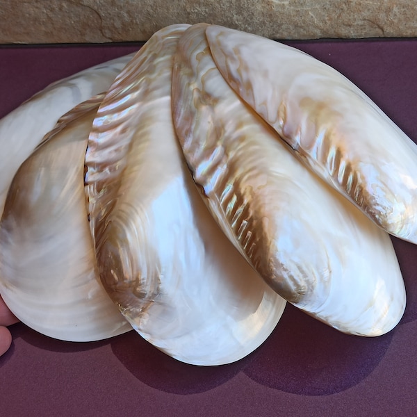 Rare Shells - Etsy