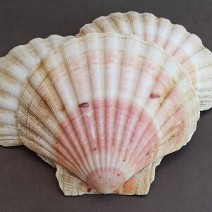 Set of 3 Seashells, Seashells Set, Natural Seashell, Rough Sea Shell ...