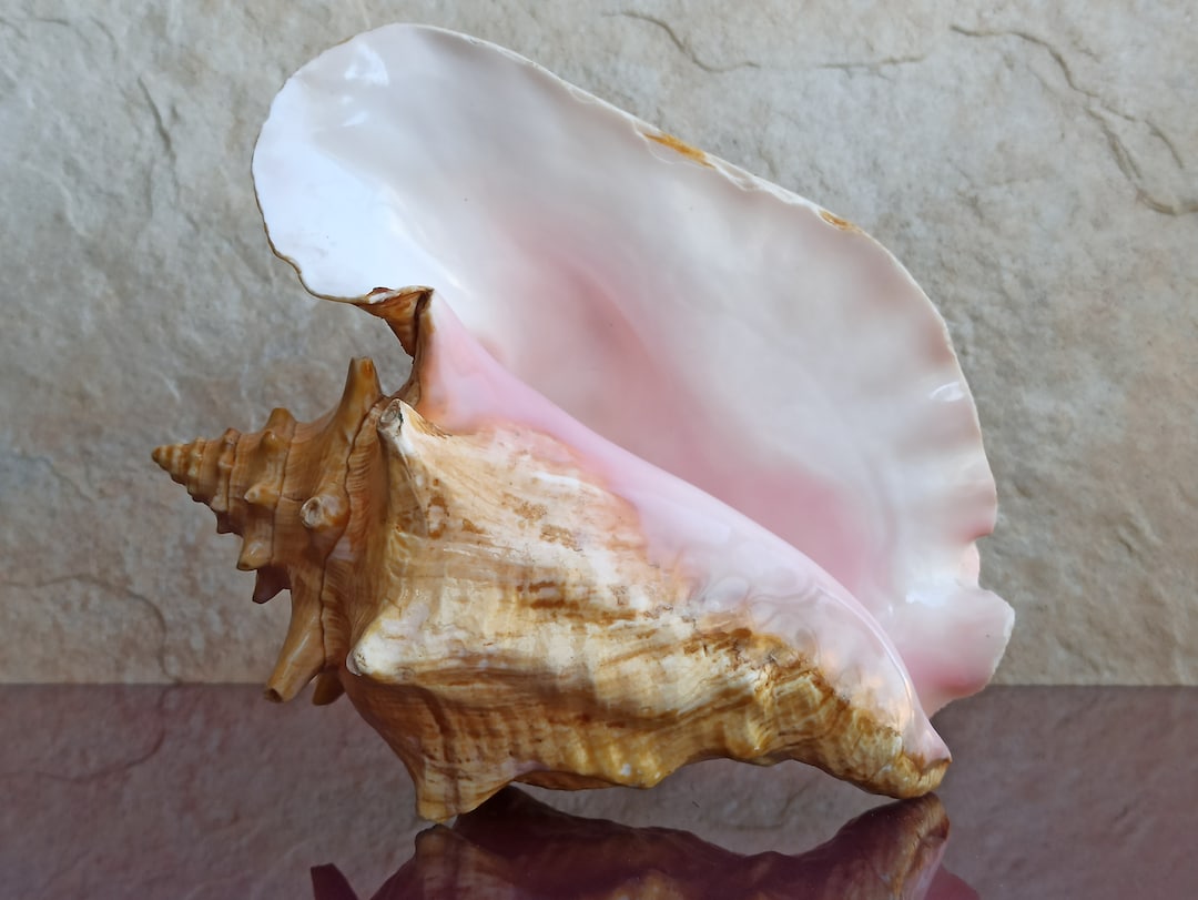 Large Huge Beautiful Shell, Big Crab Shell, Huge Ocean Shell, Sea Shell ...