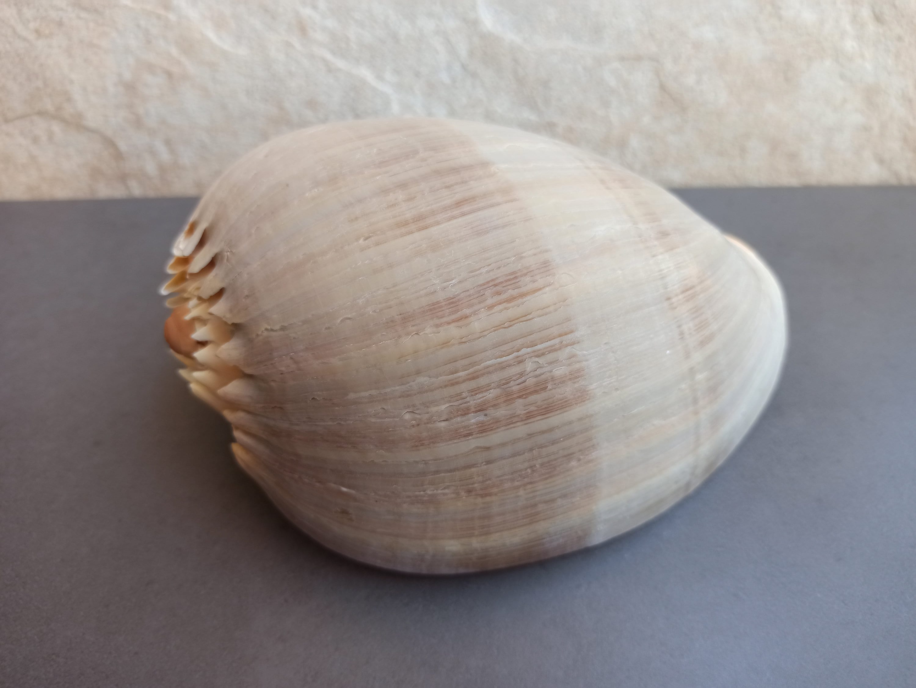 Large Natural Ocean Shell Melo Broderipii Huge Striped - Etsy