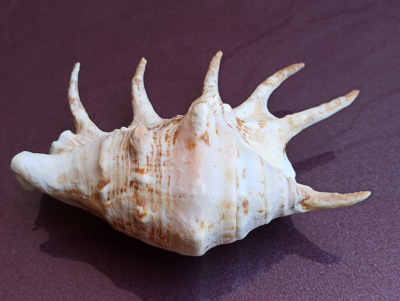 Large Huge Beautiful Shell, Big Shell, Huge Ocean Shell, Sea Shell ...