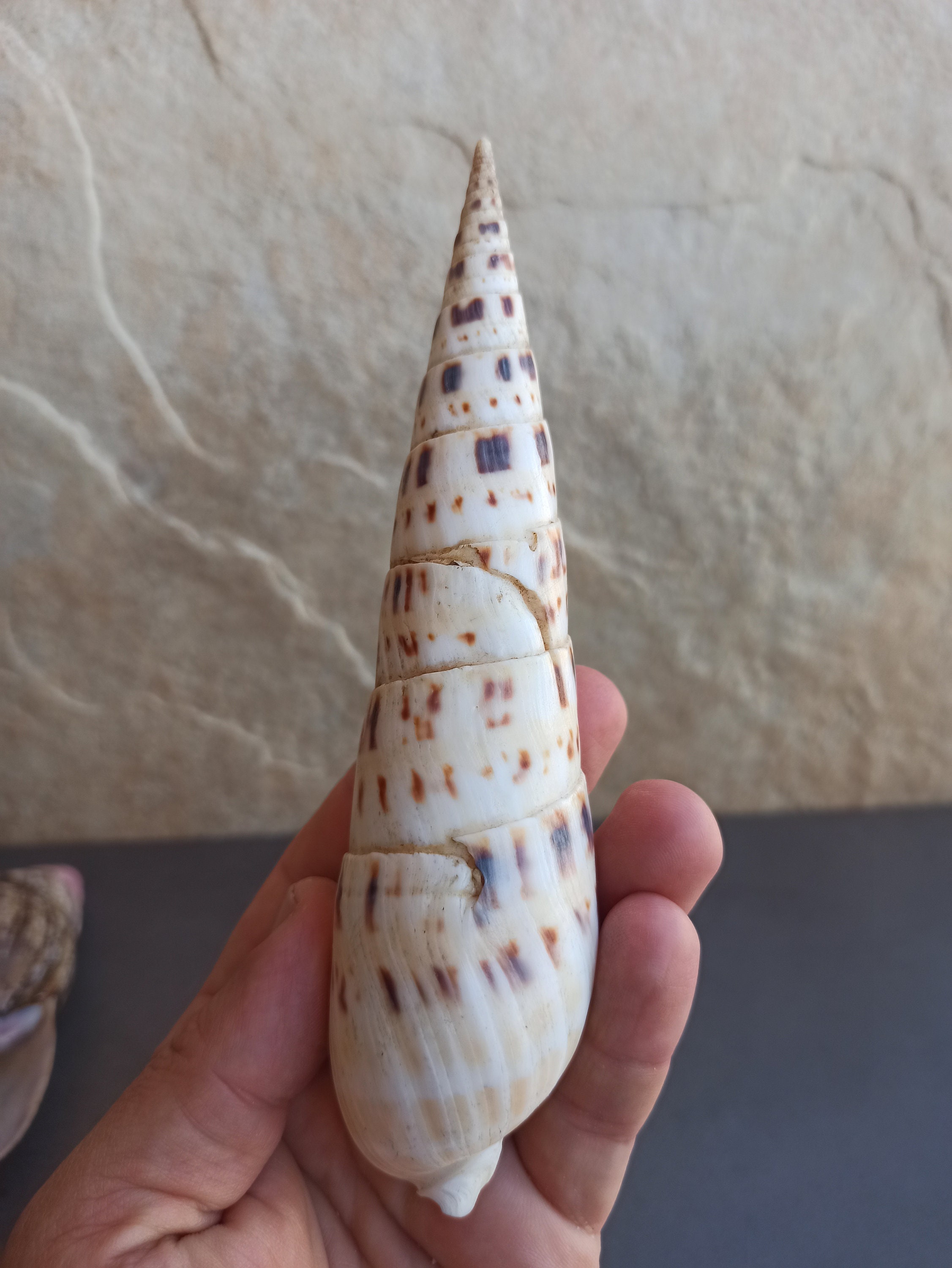 Large Conus Shell Large Round Shell Set of Sea Shells Ocean - Etsy