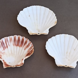 Set of 3 Seashells, Seashells Set, Natural Seashell, Rough Sea Shell ...