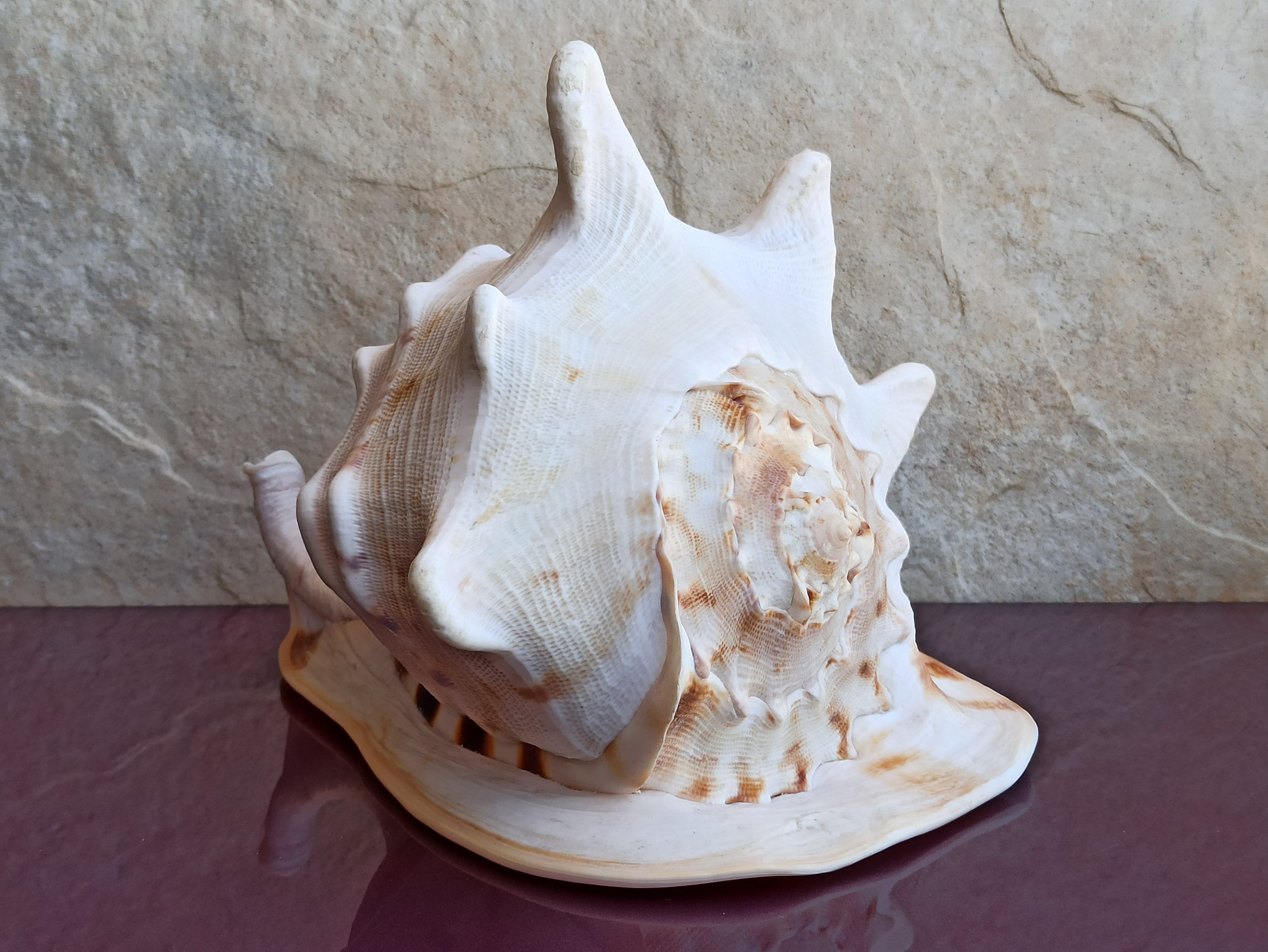 Large Natural Seashell: Hermit Crab Shell, Nautical Decor (245x210x200 ...