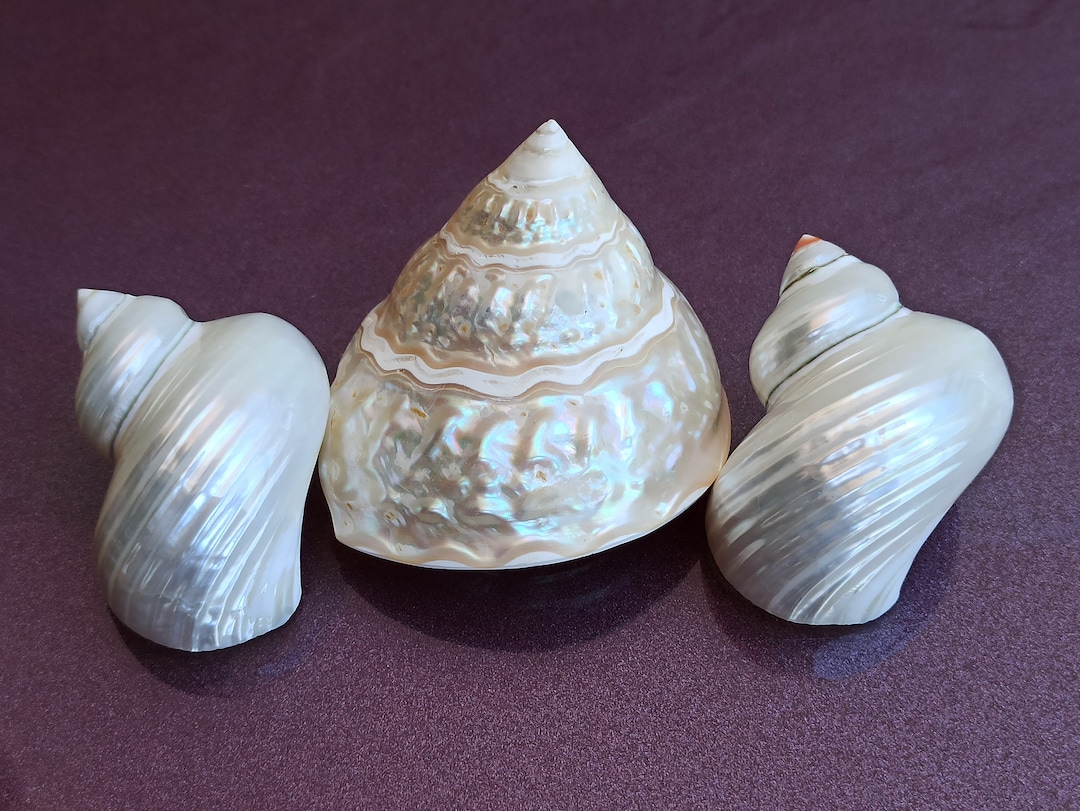Mother of Pearl Seashell Set: Natural Ocean Shell Decoration - Etsy