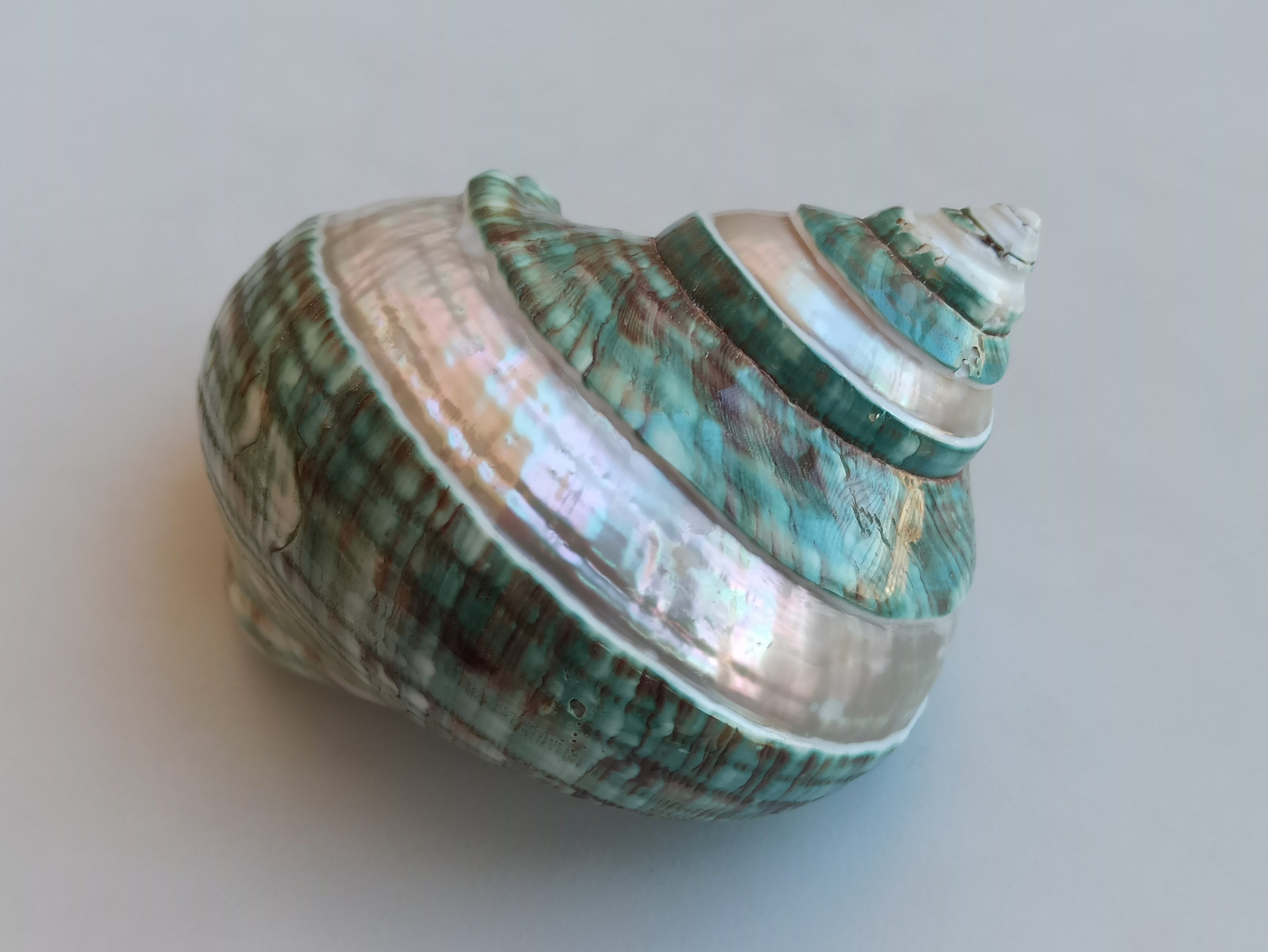 Rare Turquoise Cute Beautiful Shell Sea Treasure Large - Etsy