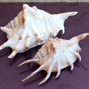 Natural Sea Shells, Beautiful Shell, Crab Shell, Huge Ocean Shell, Sea ...
