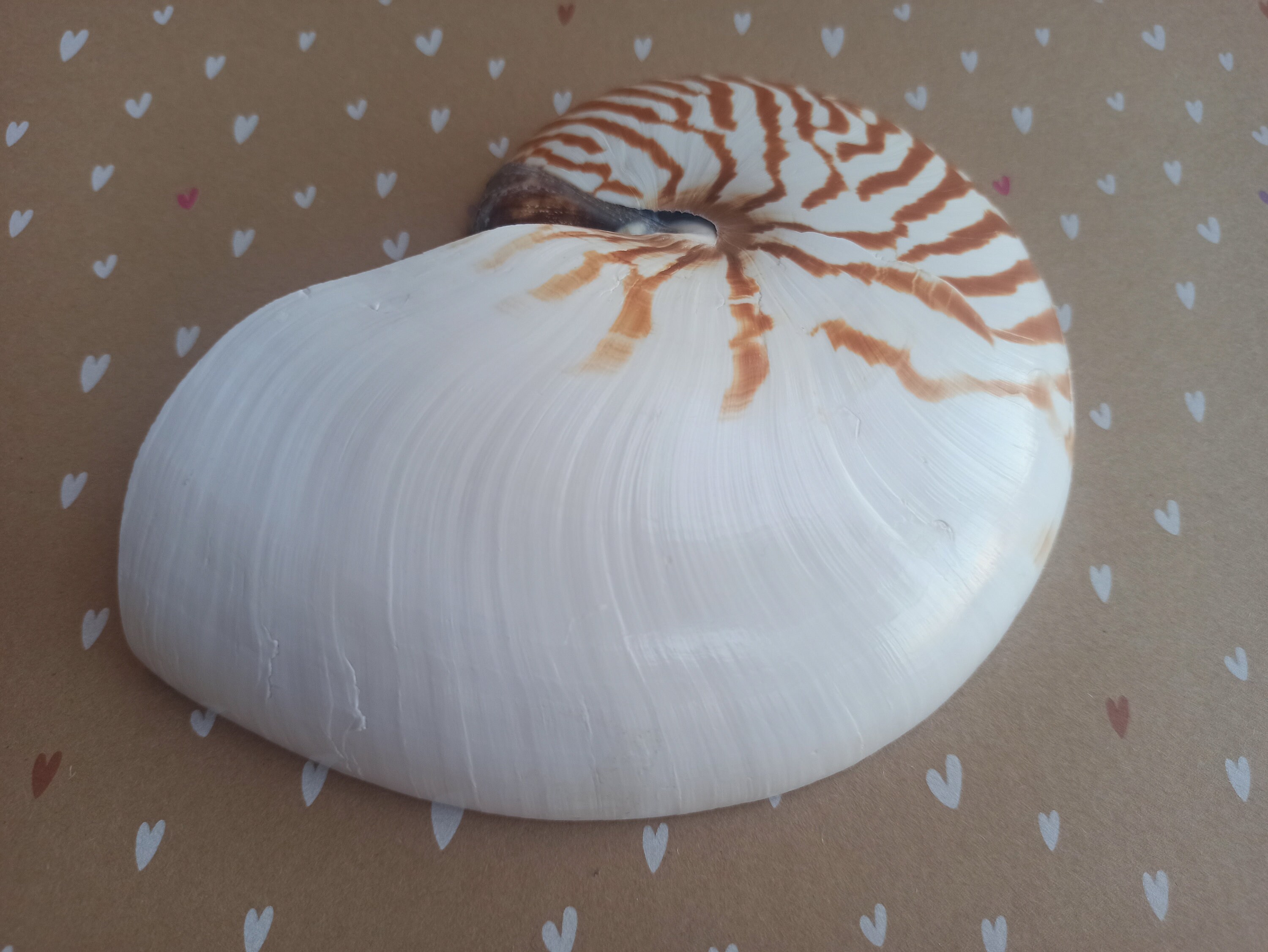 Nautilus Natural Half Cut Seashell Nautilus Natural Seashell - Etsy
