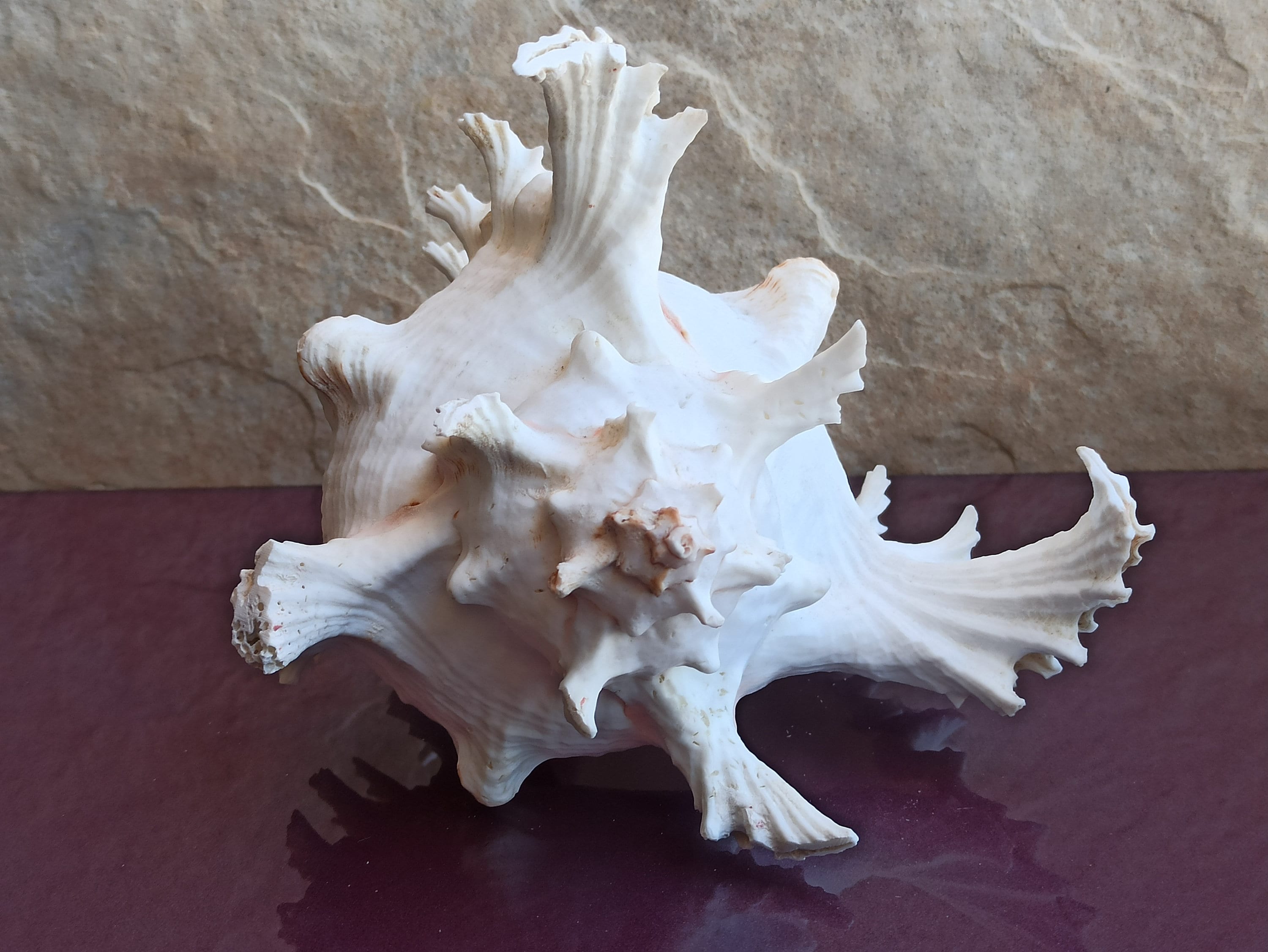 Huge Beautiful Shell Big Crab Shell Huge Ocean Shell Sea - Etsy