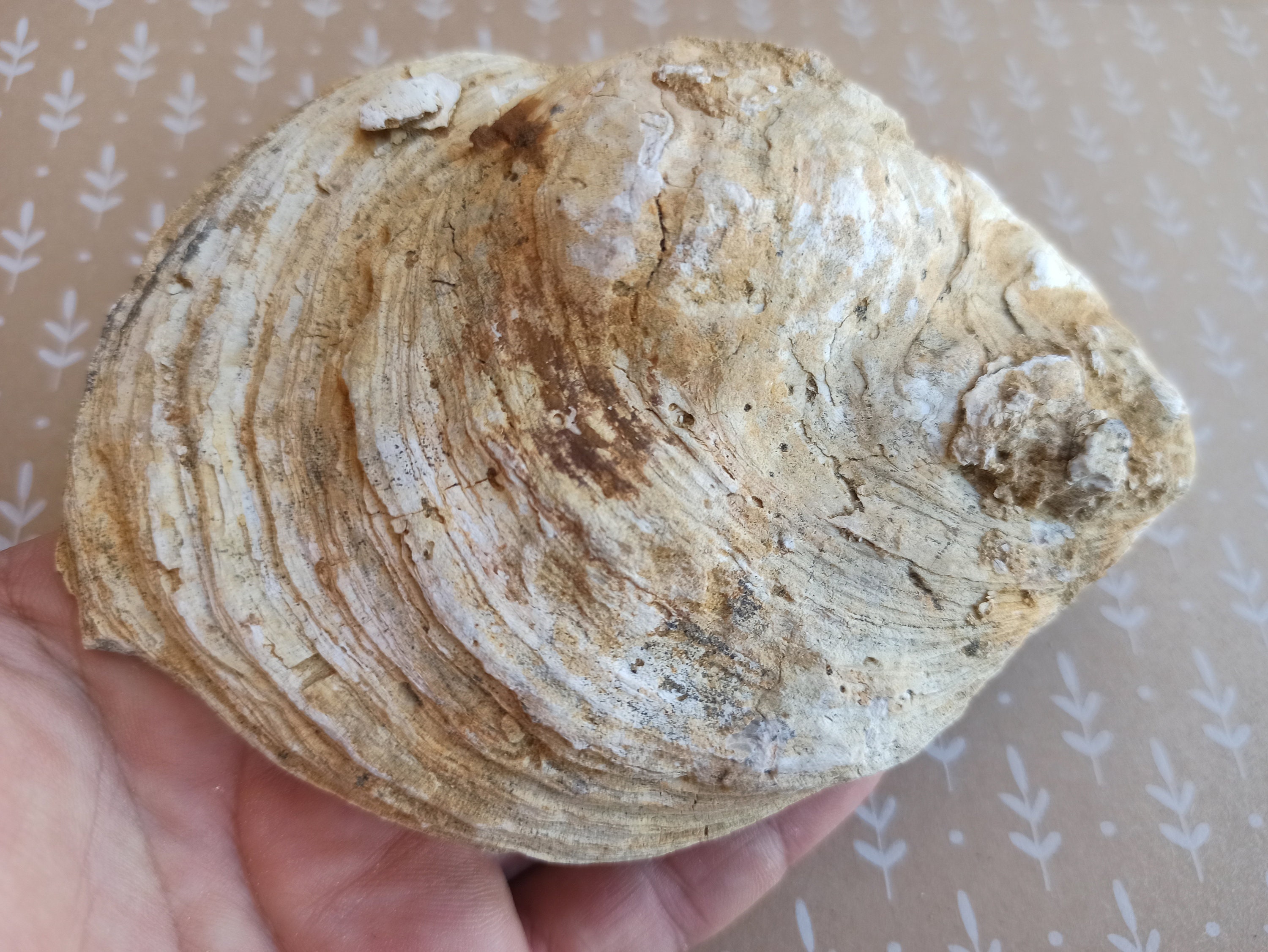 Large Fossil Clam Shell, Glycymeris Specimen, 100 Million Years Old - Etsy