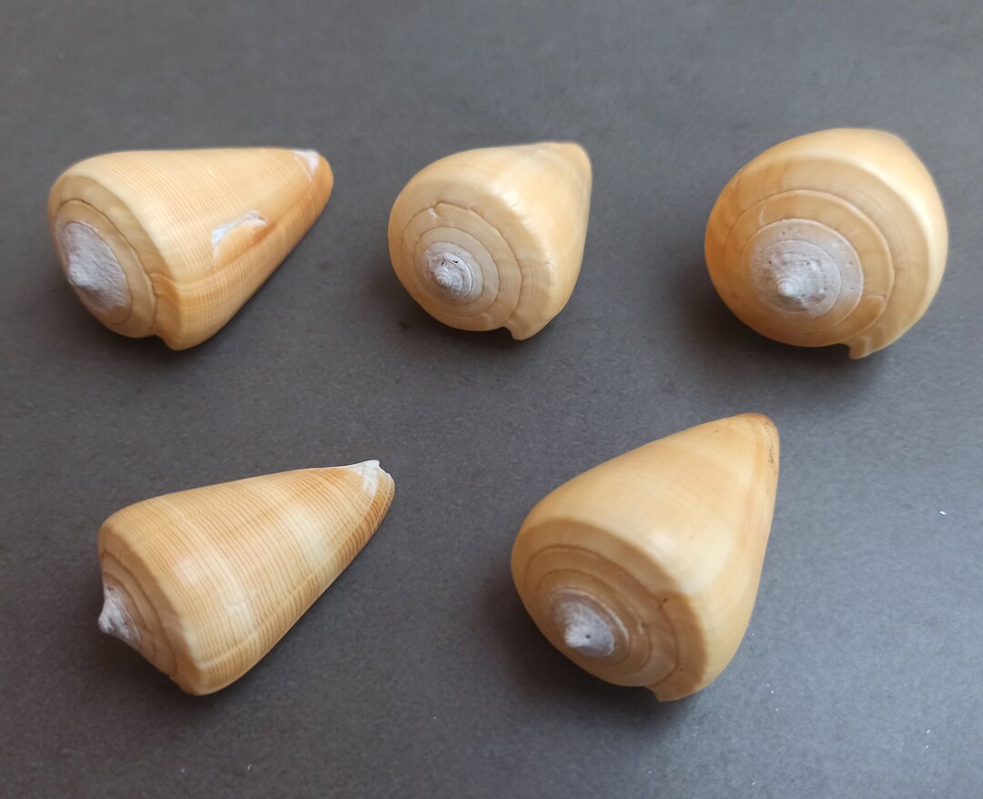 Set of 5 Small Cowrie Shells, Mediterranean Seashells, Aquarium Decor ...
