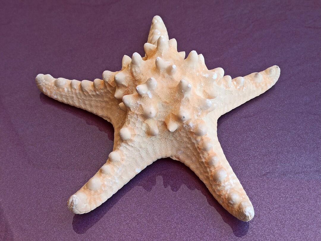 Starfish, Huge Starfish, Big Starfish, Sea Starfish, Ocean Starfish ...