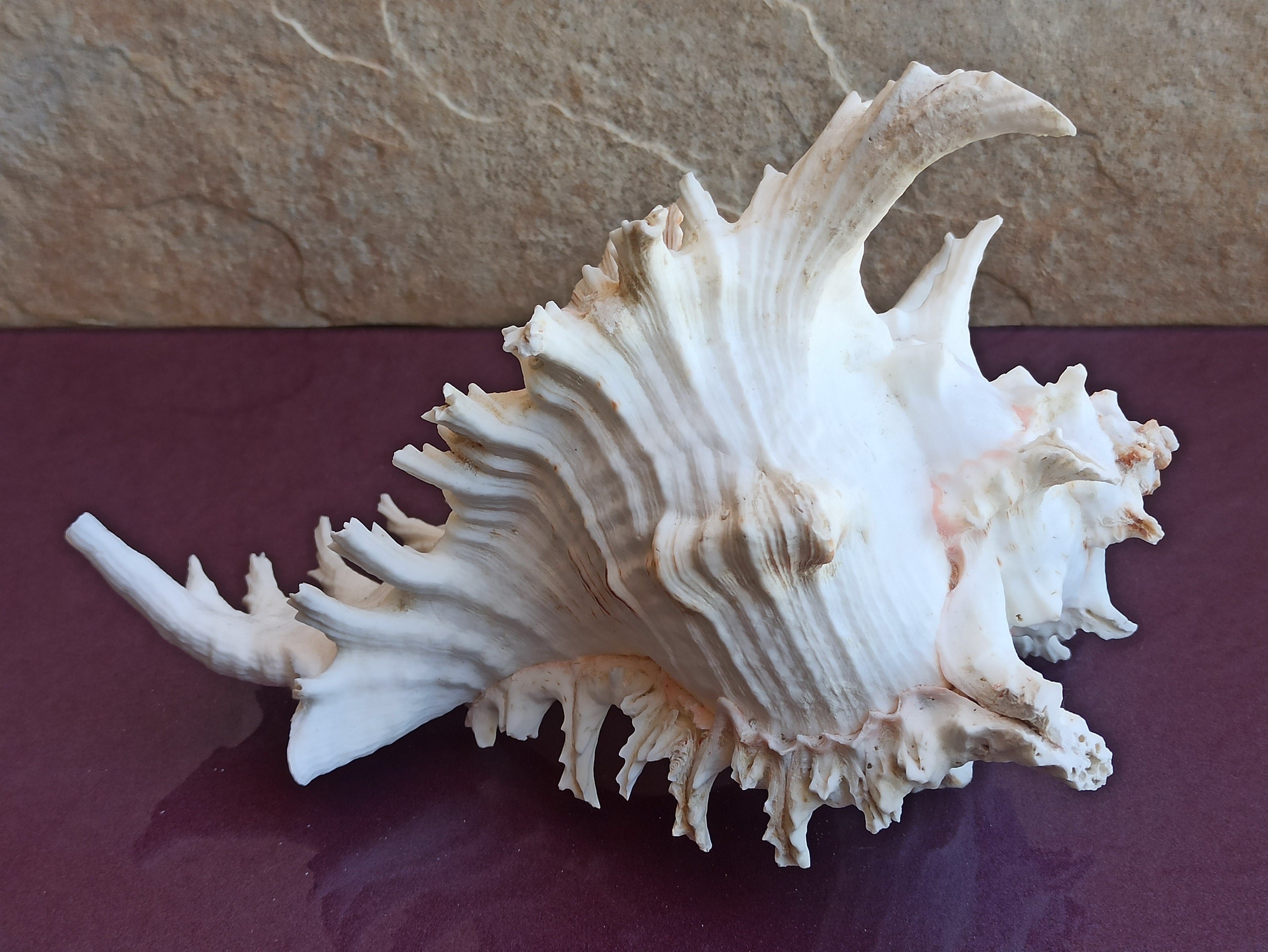Huge Beautiful Shell Big Crab Shell Huge Ocean Shell Sea - Etsy