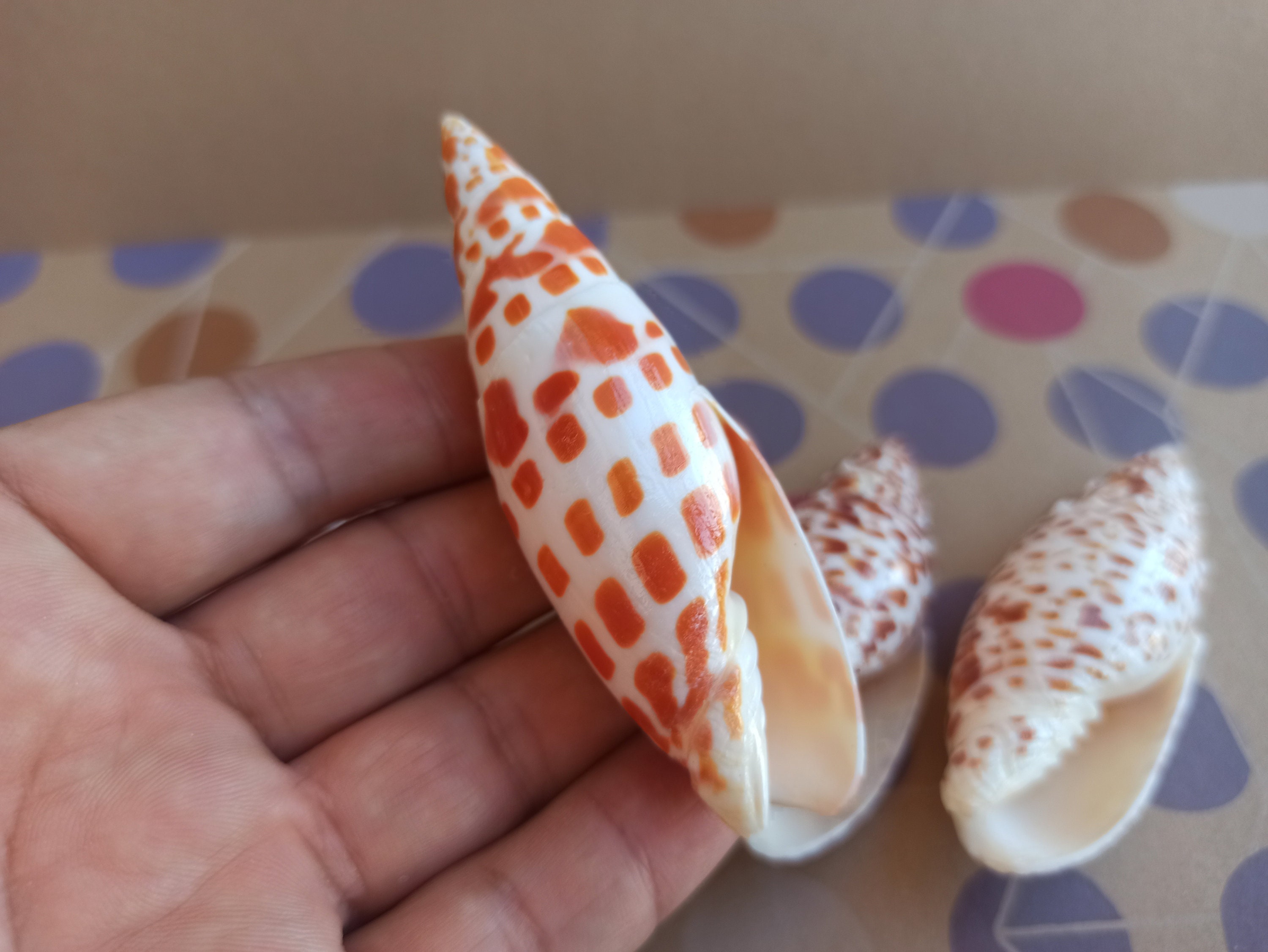 Rare Conus Sea Shell Seashell Large Tiger Shell Sea - Etsy