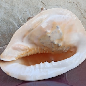 1820g Cassis Cornuta LARGE Beautiful Shell, Big Crab Shell, Huge Ocean ...