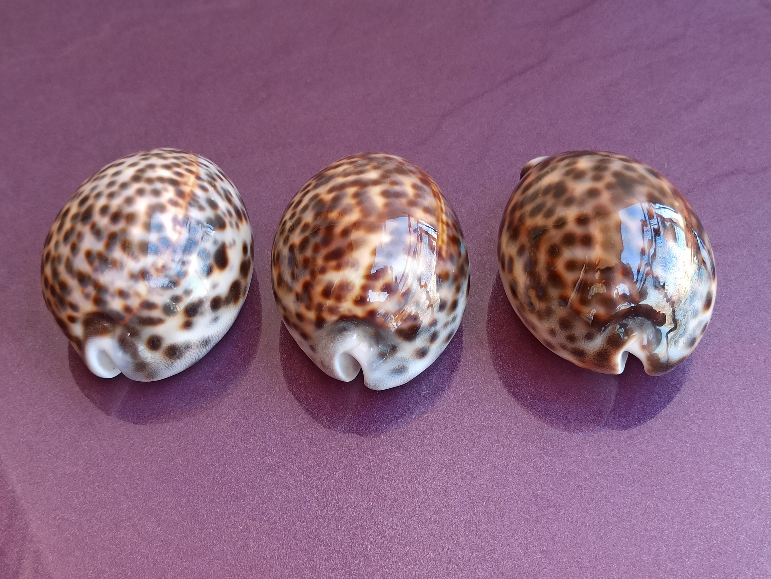 Leopard Cowrie Shell Ocean Shells Seashell Craft - Etsy