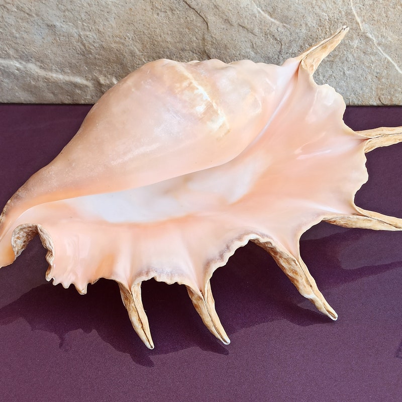 Sea Shell - Etsy
