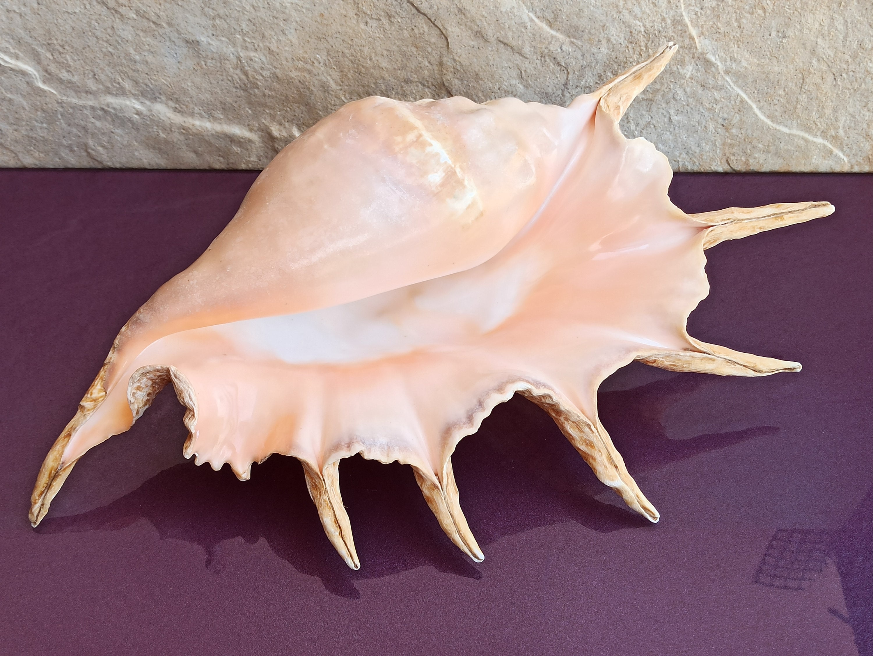 LARGE Huge Beautiful Shell Big Shell Huge Ocean Shell Sea - Etsy